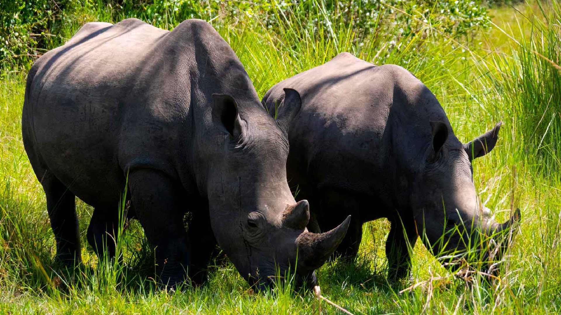 Visit Ziwa Rhino Sanctuary - Gulu Tours